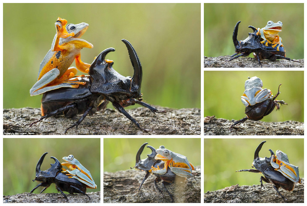 Flying Frog Enjoyed His Rodeo On A Beetle - Gift Ideas - Creative Spotting